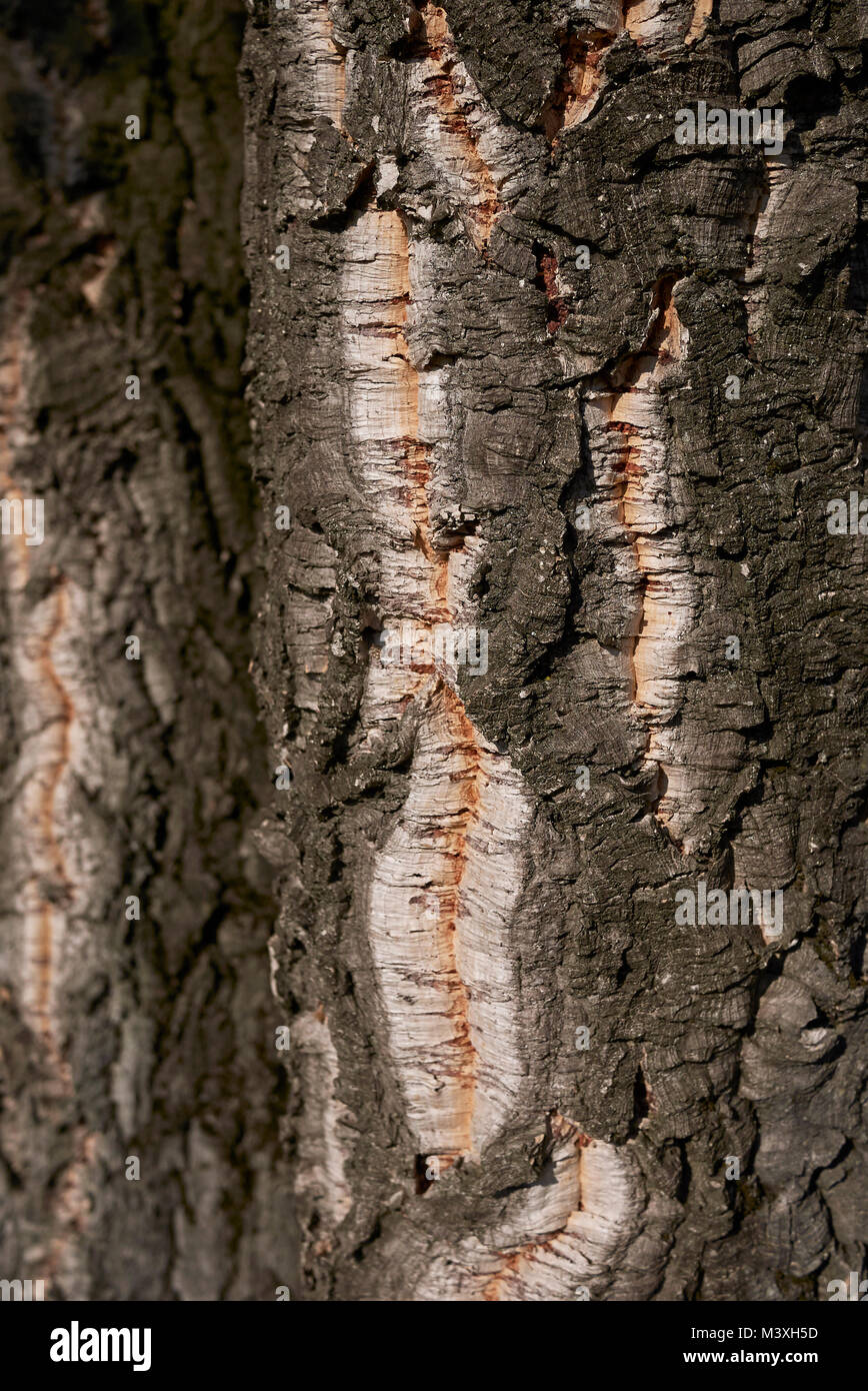 Quercus suber timber hi-res stock photography and images - Alamy