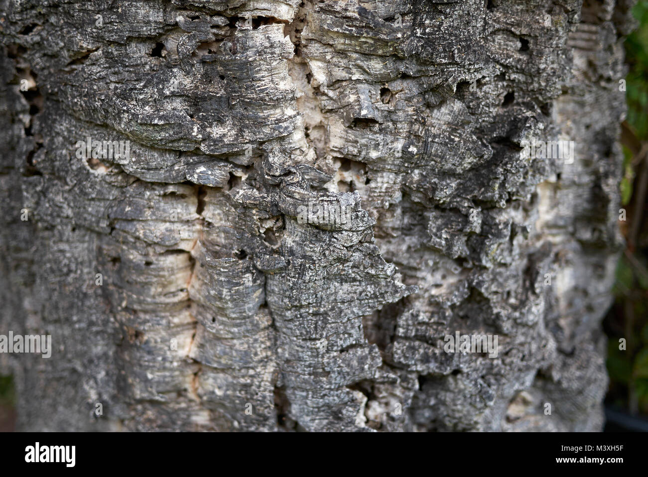 Bark flooring hi-res stock photography and images - Alamy
