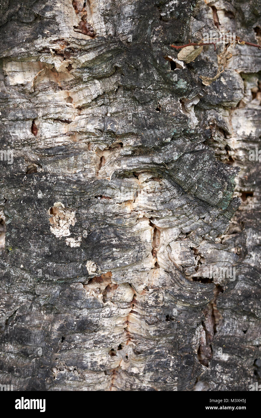 Quercus suber bark Stock Photo - Alamy