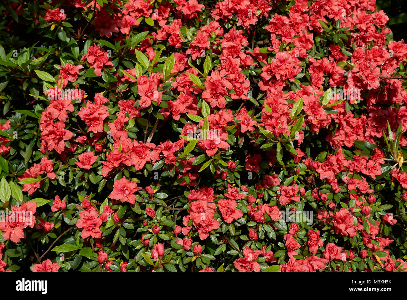 Red evergreen azalea flowers plant hi-res stock photography and images ...