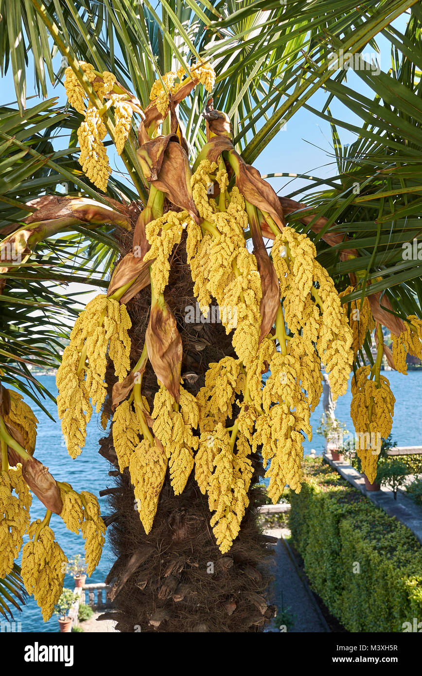 Windmill palm hi-res stock photography and images - Alamy