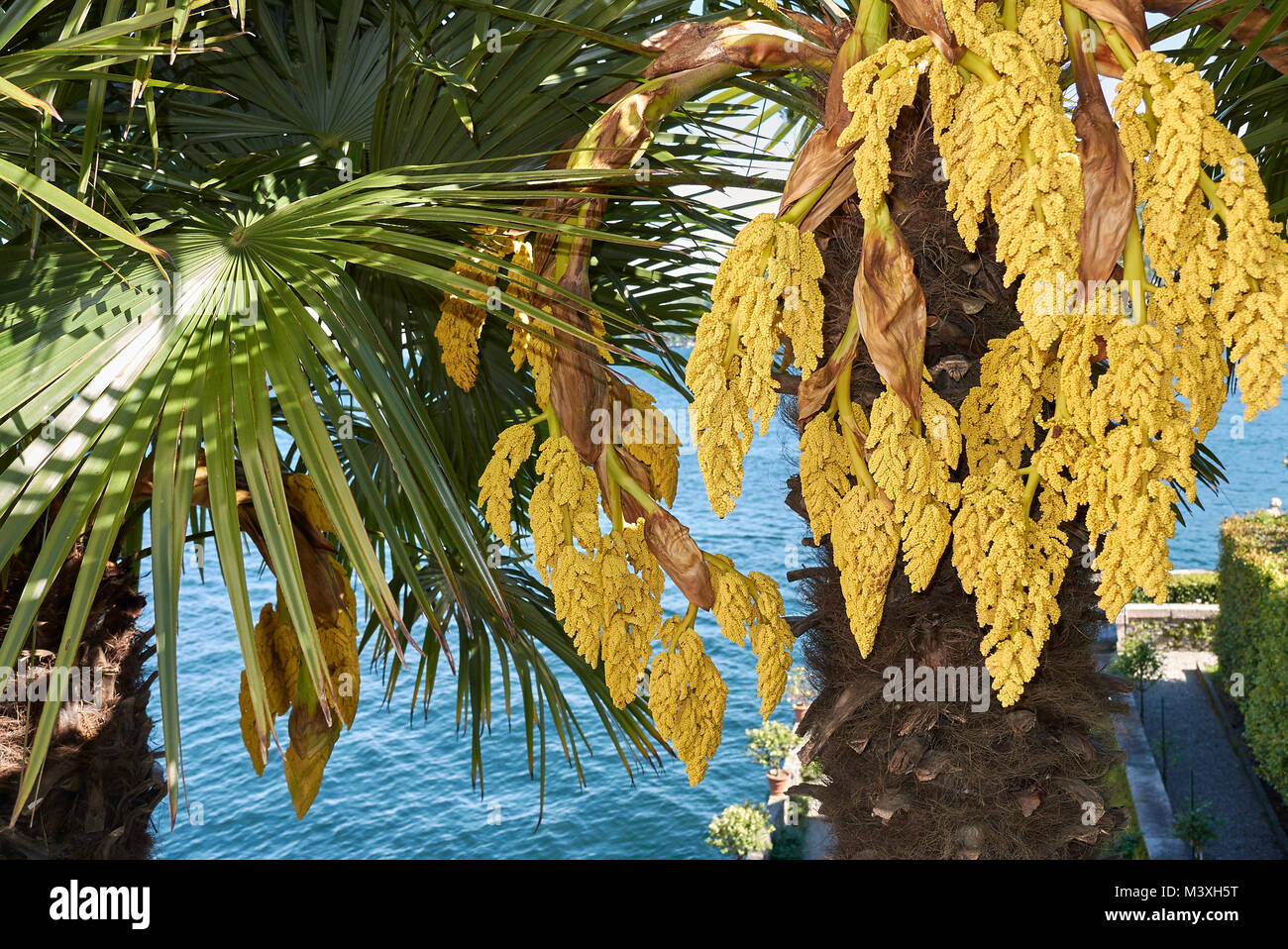 Chinese windmill palm Stock Photo - Alamy