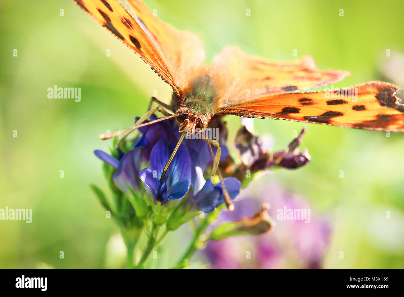 Siphon feeding hi-res stock photography and images - Alamy