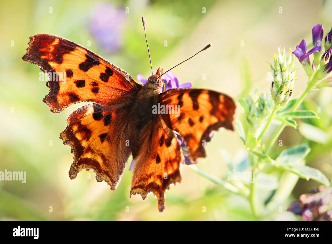 Closeup of the fuzzy hairs on a Green Comma butterfly Stock Photo - Alamy