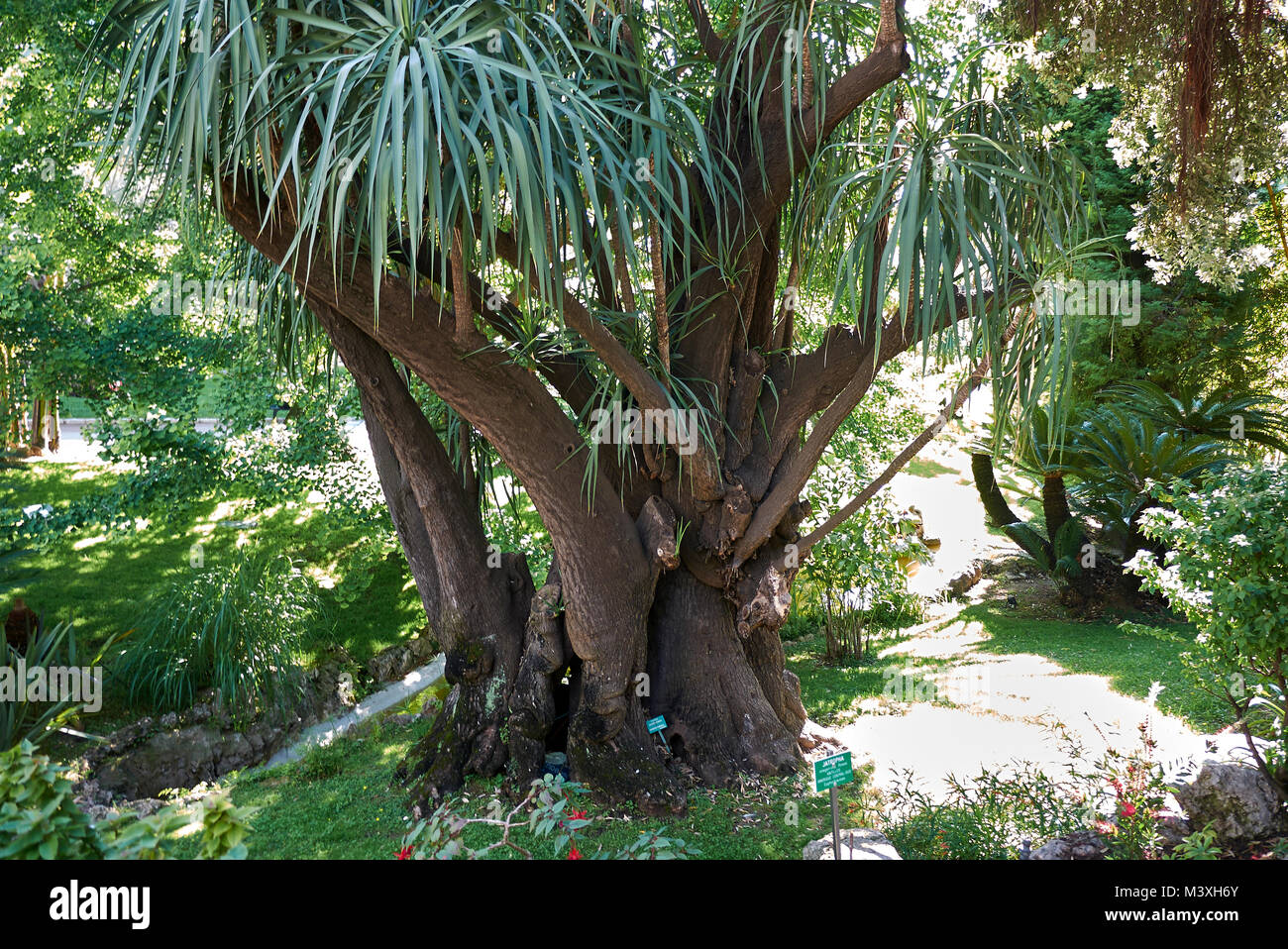 Spineless Yucca Yucca Elephantipes High Resolution Stock Photography ...