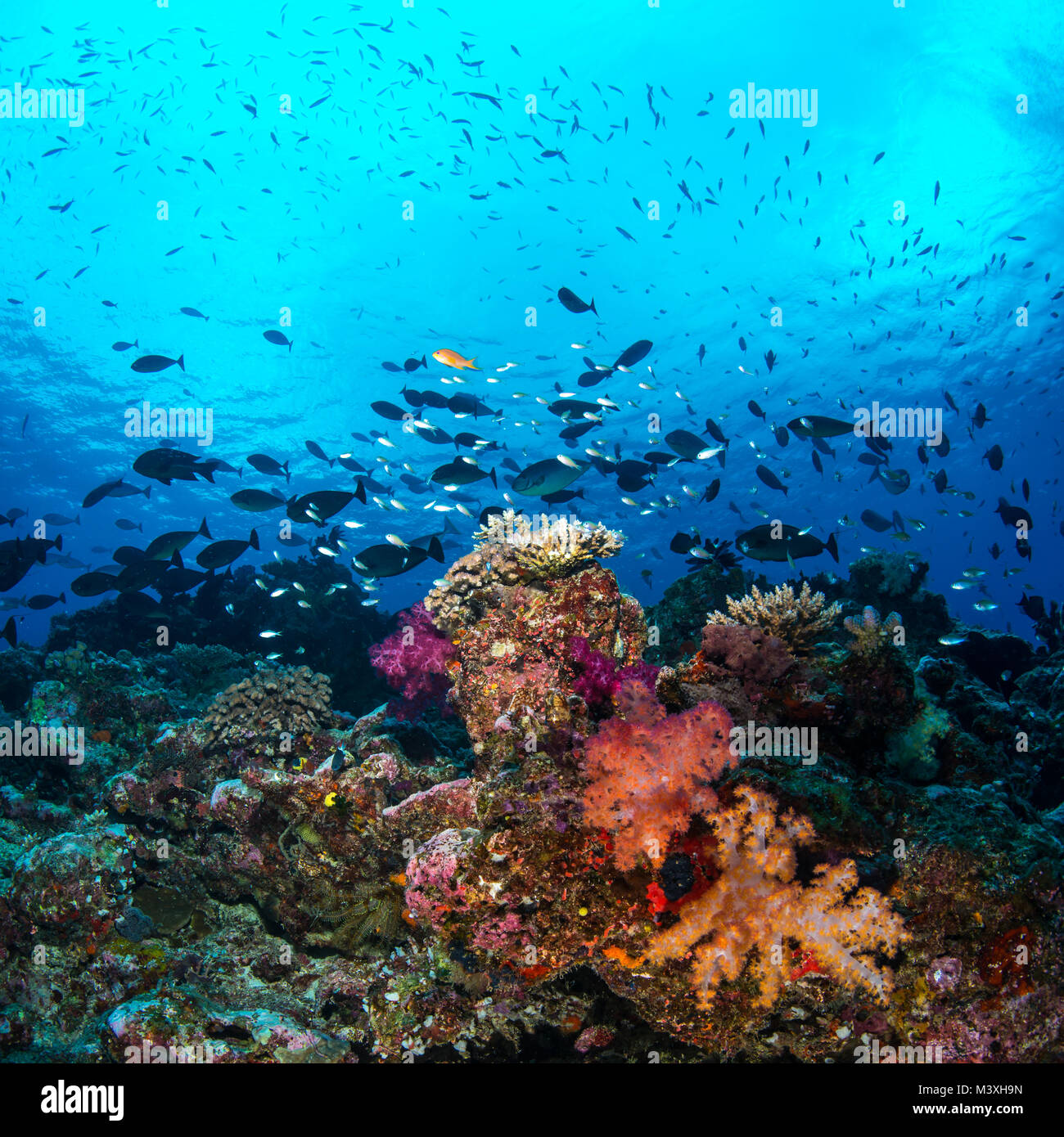 Corals tropical fish underwater hi-res stock photography and images - Alamy
