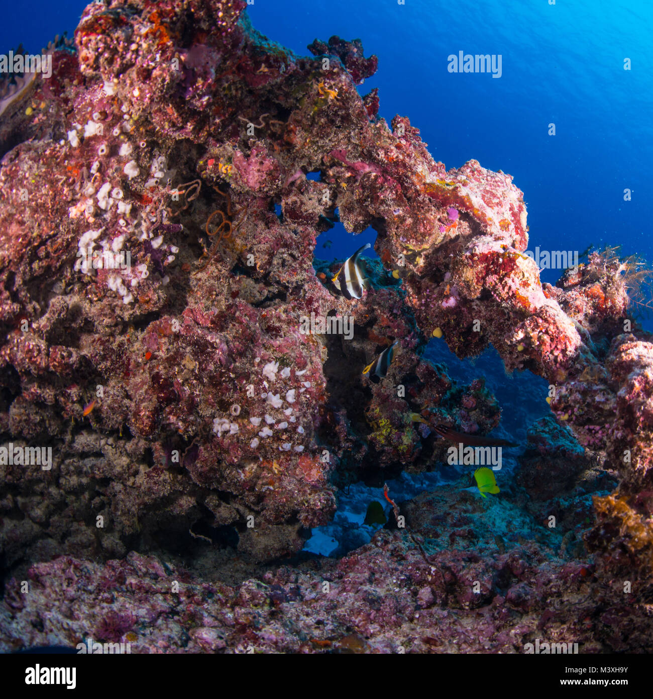 Underwater fish swim around reef hi-res stock photography and images ...