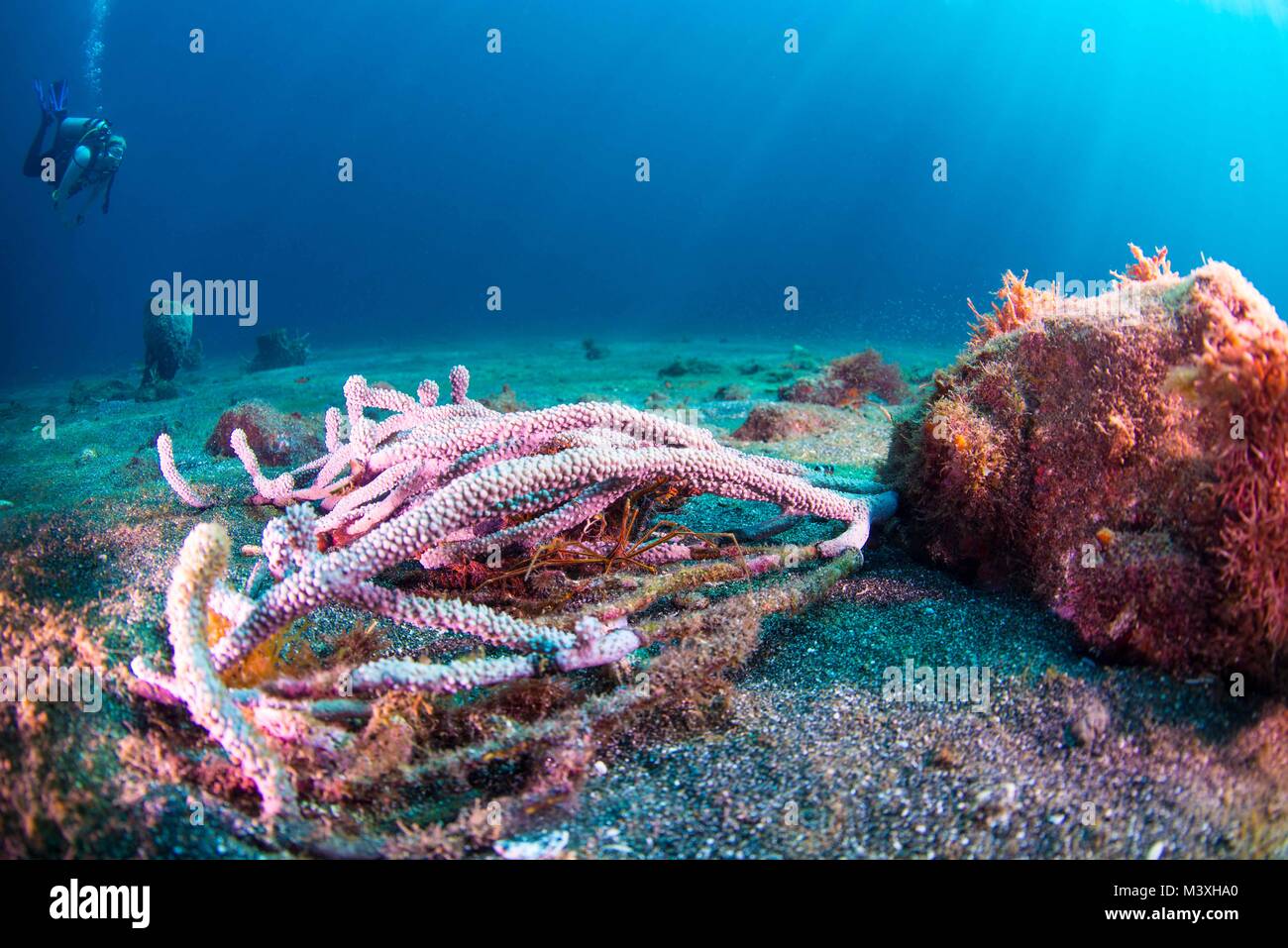 An arrow crab hiding among knobby coral Stock Photo - Alamy