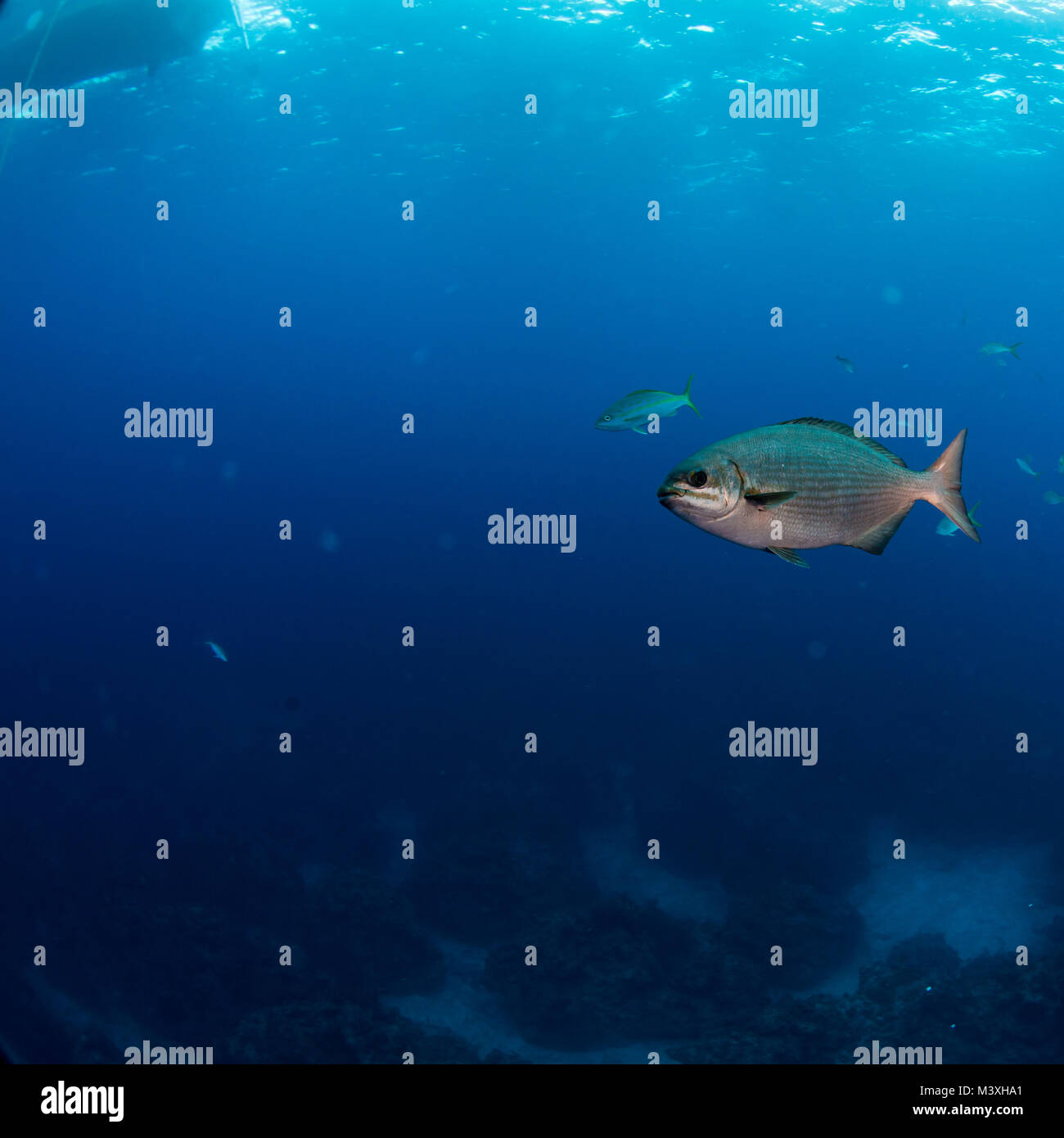 Chubb fish hovering below the boat Stock Photo - Alamy