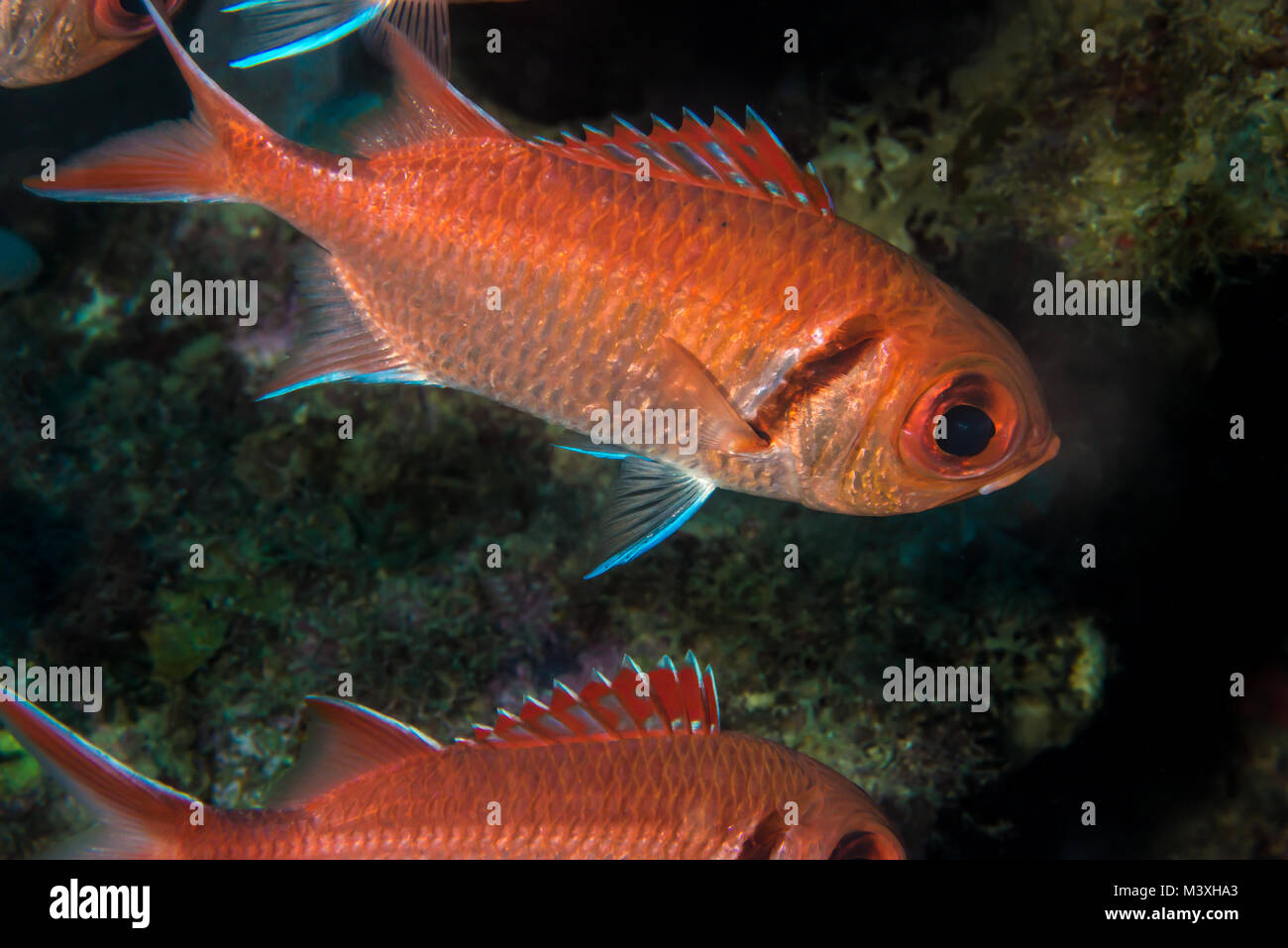A black bar soldier fish swimming on the reef Stock Photo - Alamy