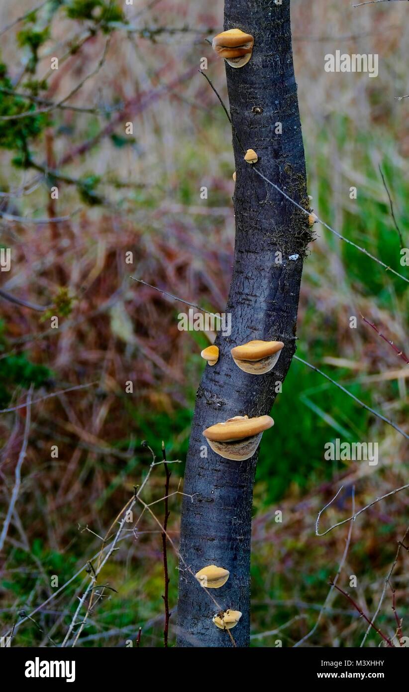 Conk hi-res stock photography and images - Alamy