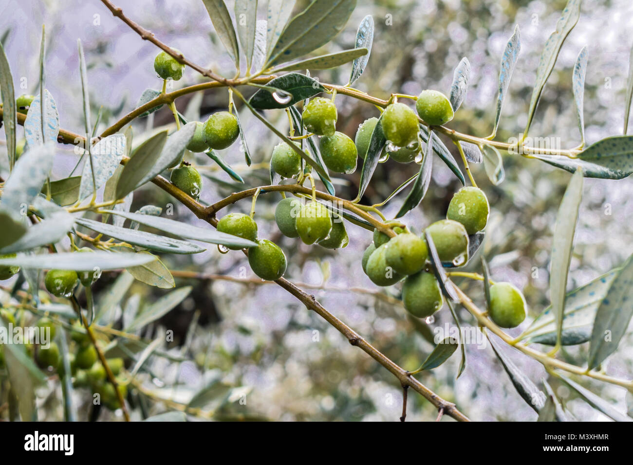 Olive oil harvest liguria hi-res stock photography and images - Alamy