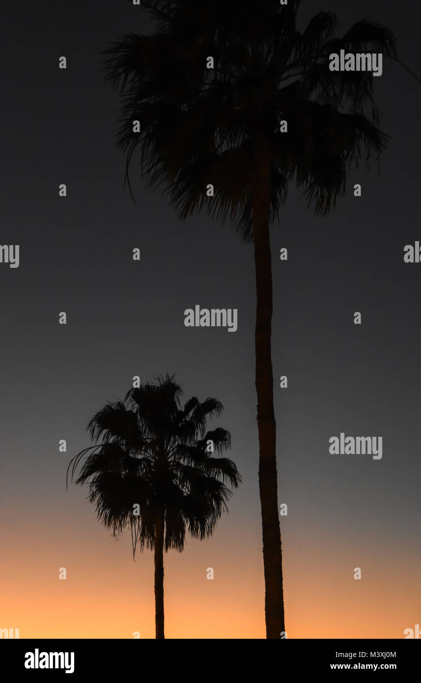 Palmtree in sunset Stock Photo - Alamy