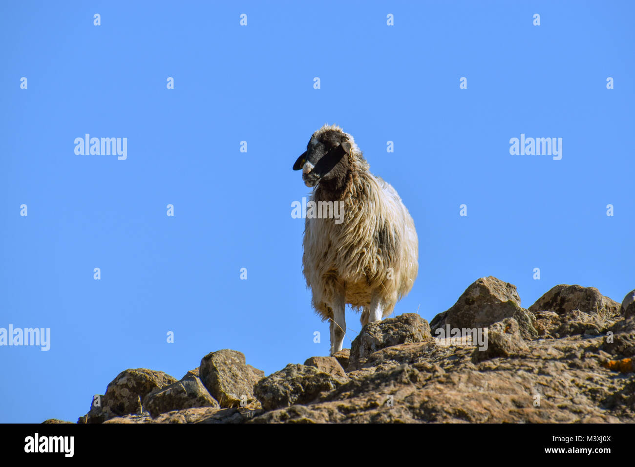 Sheep and sky Stock Photo - Alamy