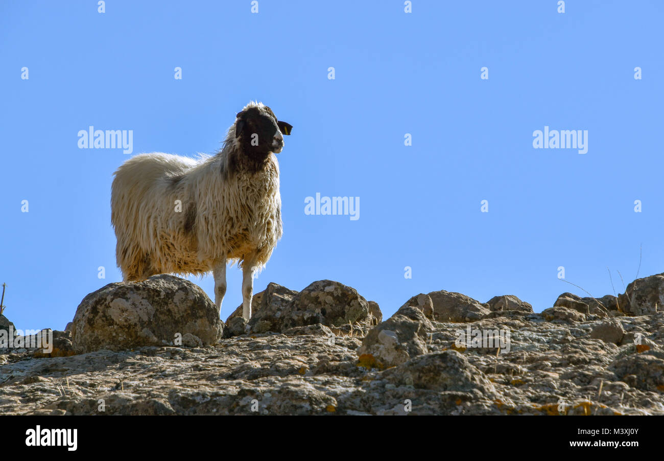Sheep and sky Stock Photo - Alamy