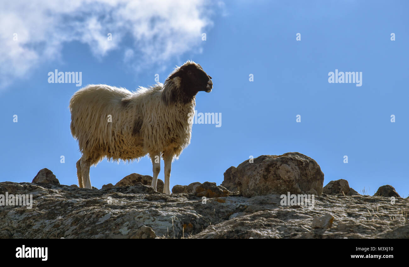 Sheep and sky Stock Photo - Alamy