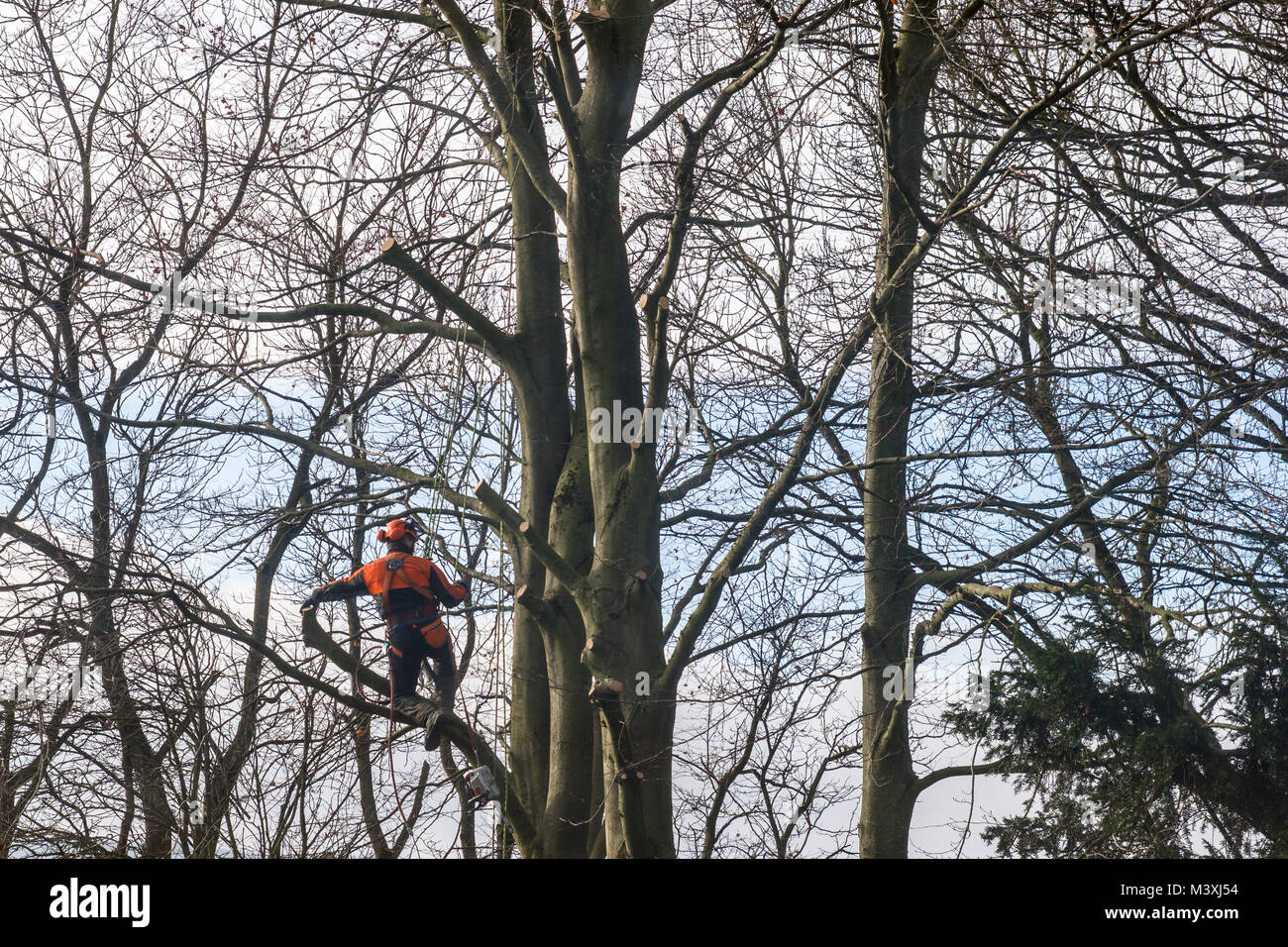 Forest worker with chainsaw high in the trees Stock Photo - Alamy