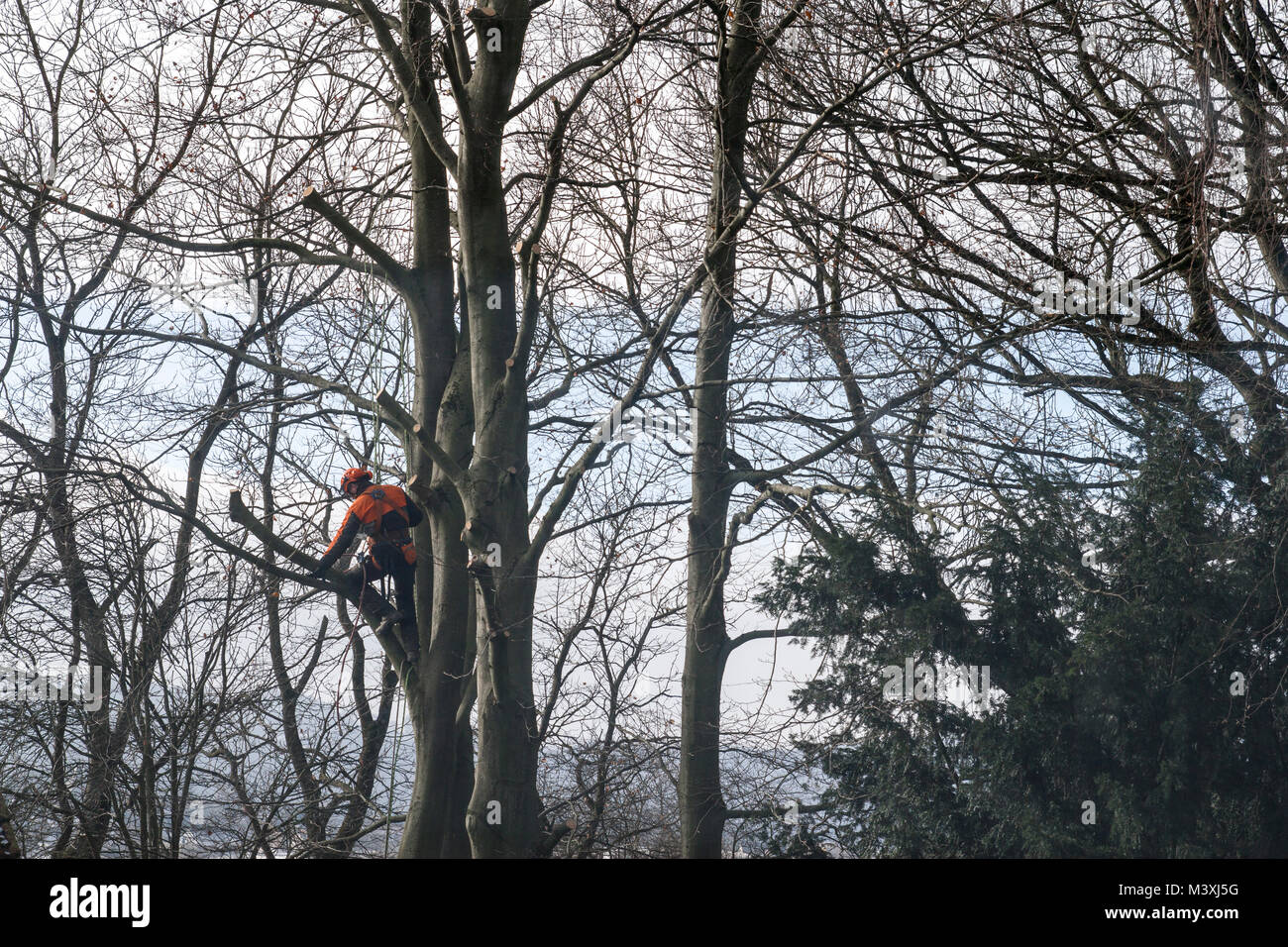 Forest worker with chainsaw high in the trees Stock Photo - Alamy