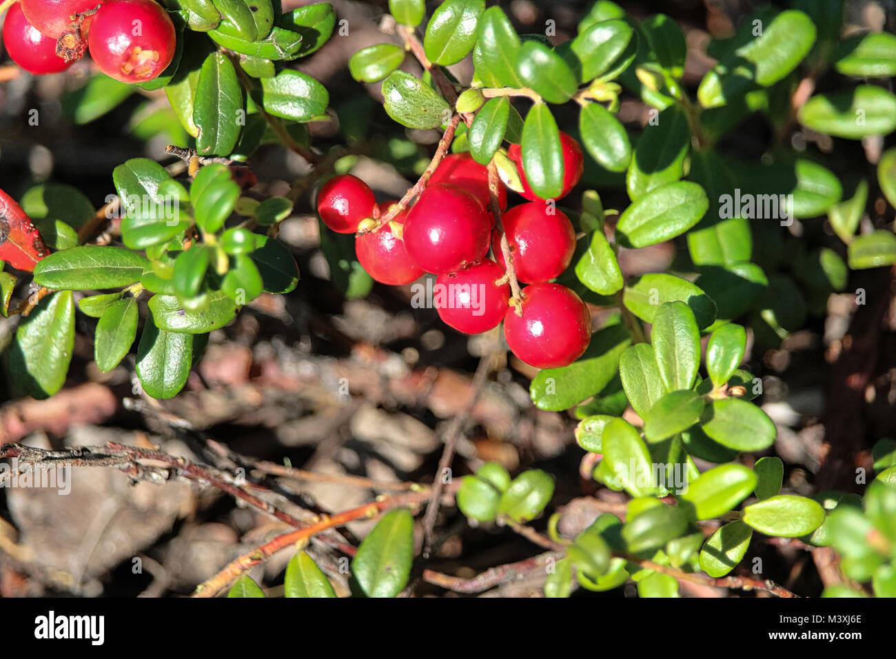 Closeup of mountain cranberry at the end of summer Stock Photo - Alamy