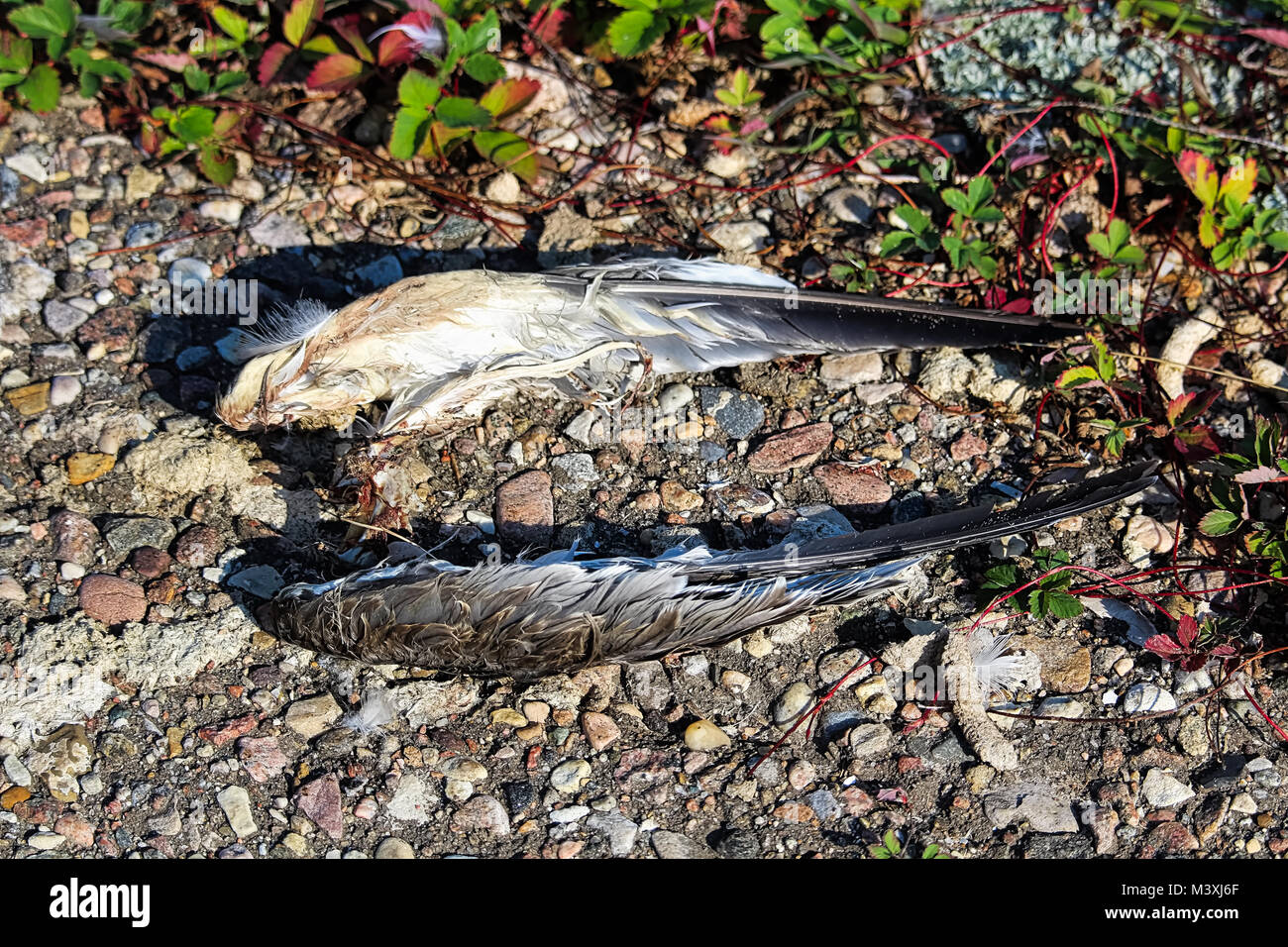 The wings of a dead bird laying on the ground Stock Photo - Alamy
