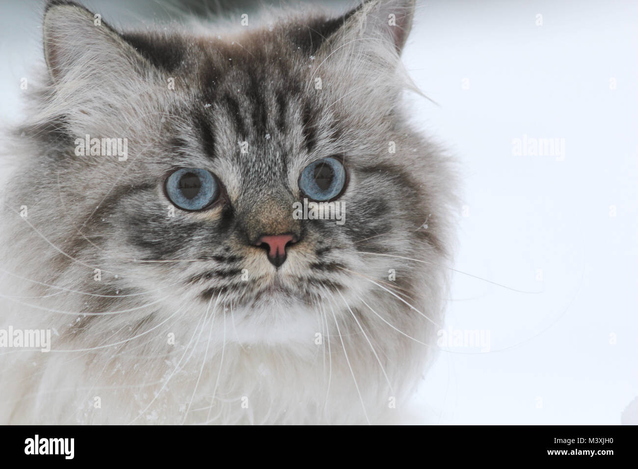 Portrait of a big furry cat walks in the snow Stock Photo - Alamy