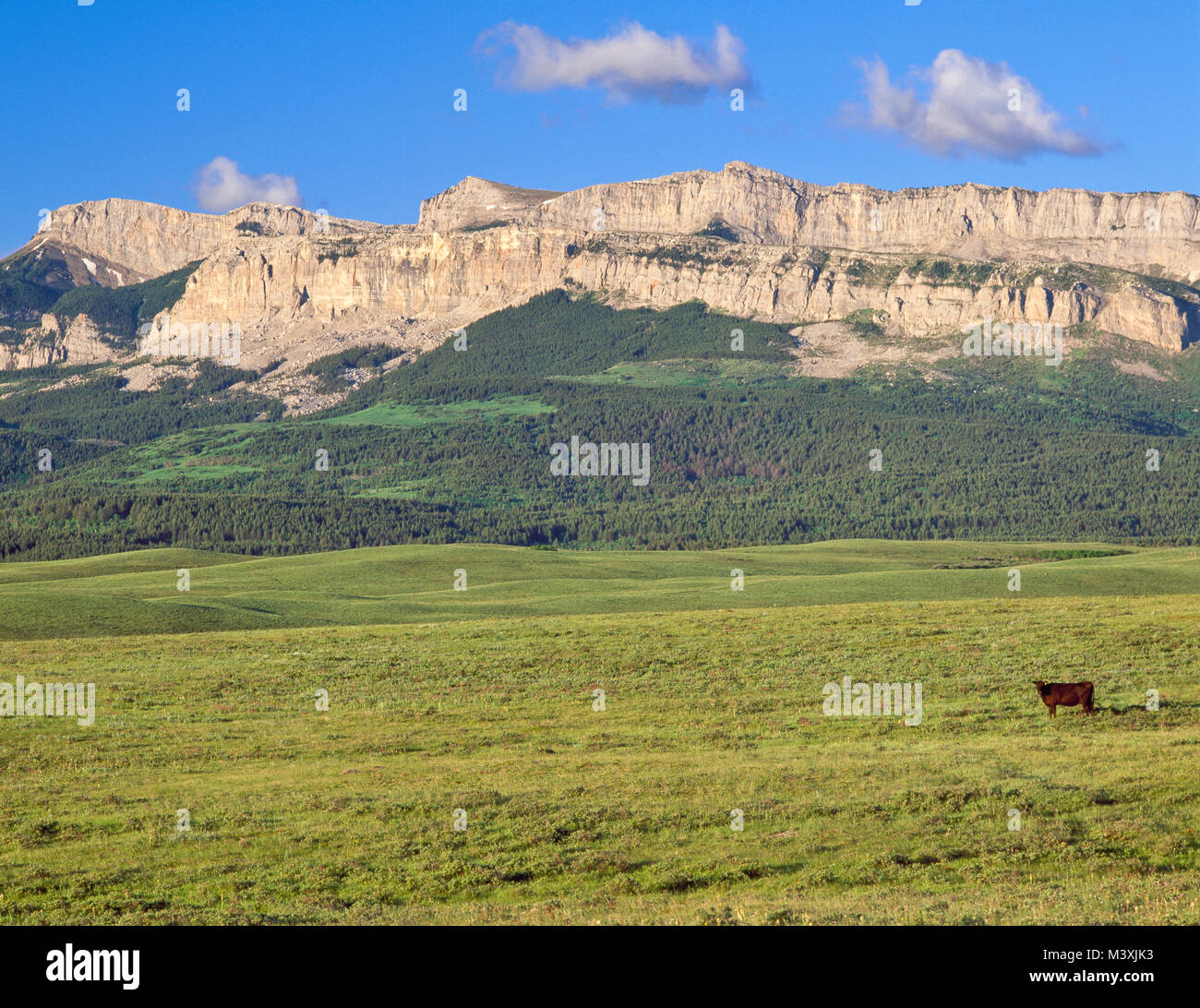 cow on prairie rangeland below walling reef on the rocky mountain front ...
