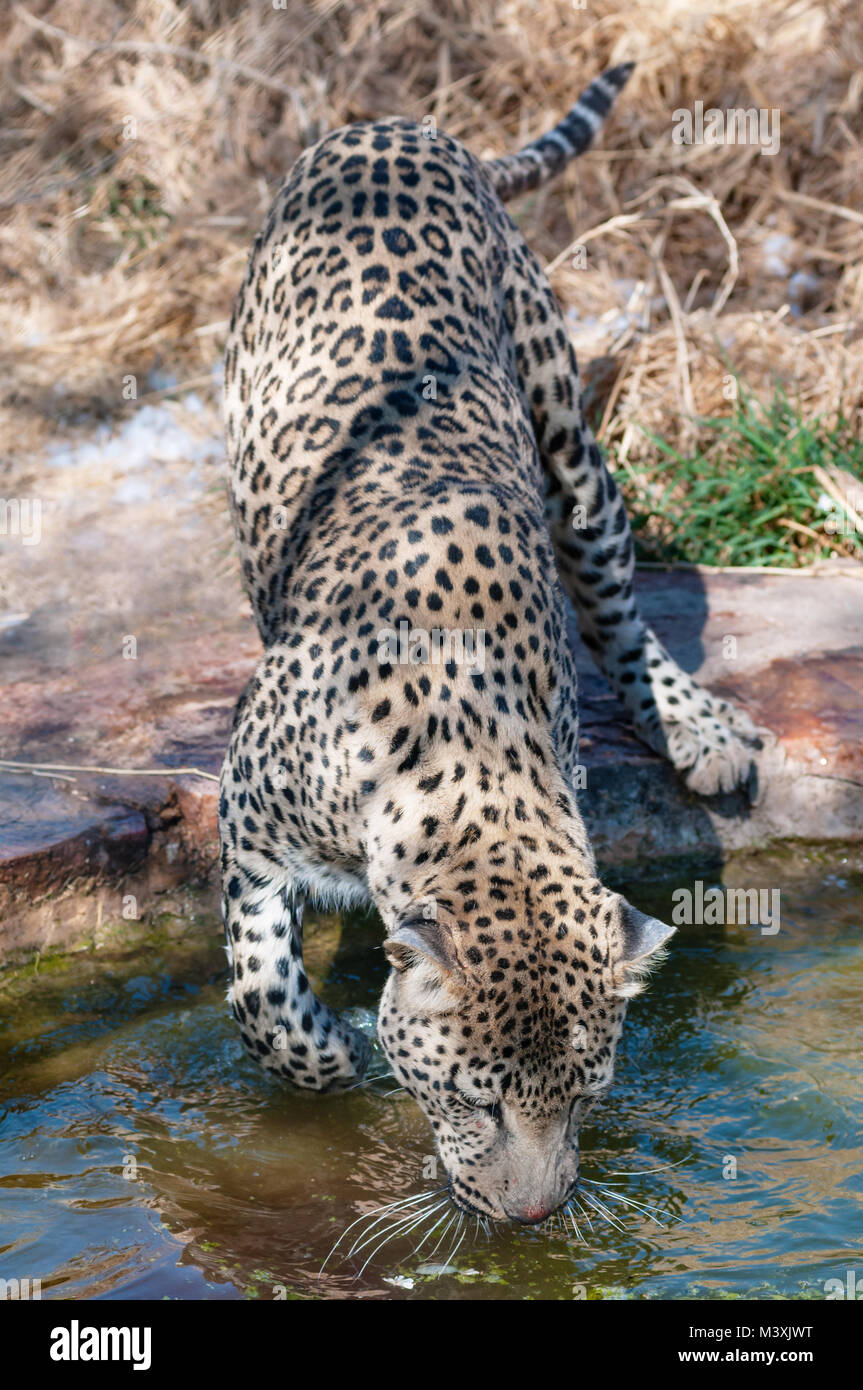 Leopard fishes in a watering hole for a piece of meat Stock Photo - Alamy