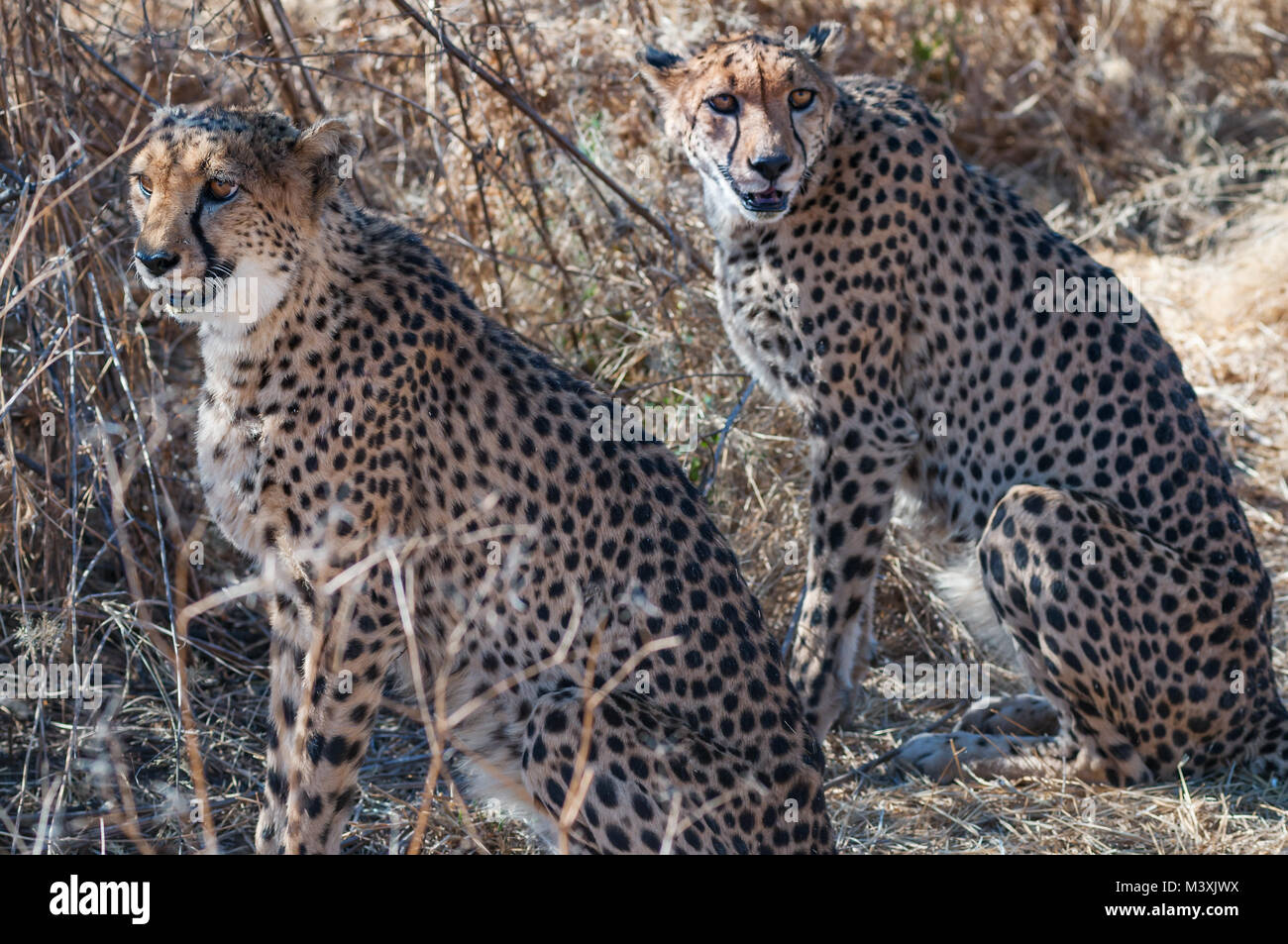 Cheetah in the heat hi-res stock photography and images - Alamy