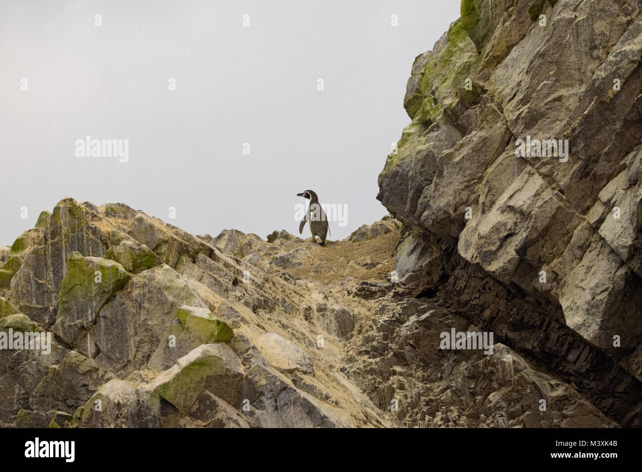 Humboldt Penguin at Ballestas Island, Paracas Peru Stock Photo - Alamy