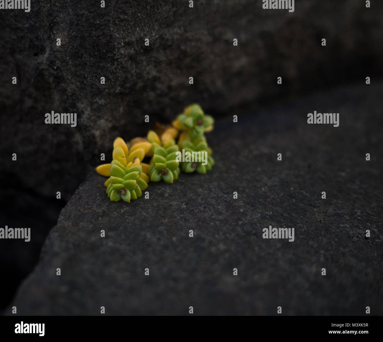 On basalt rock hi-res stock photography and images - Alamy