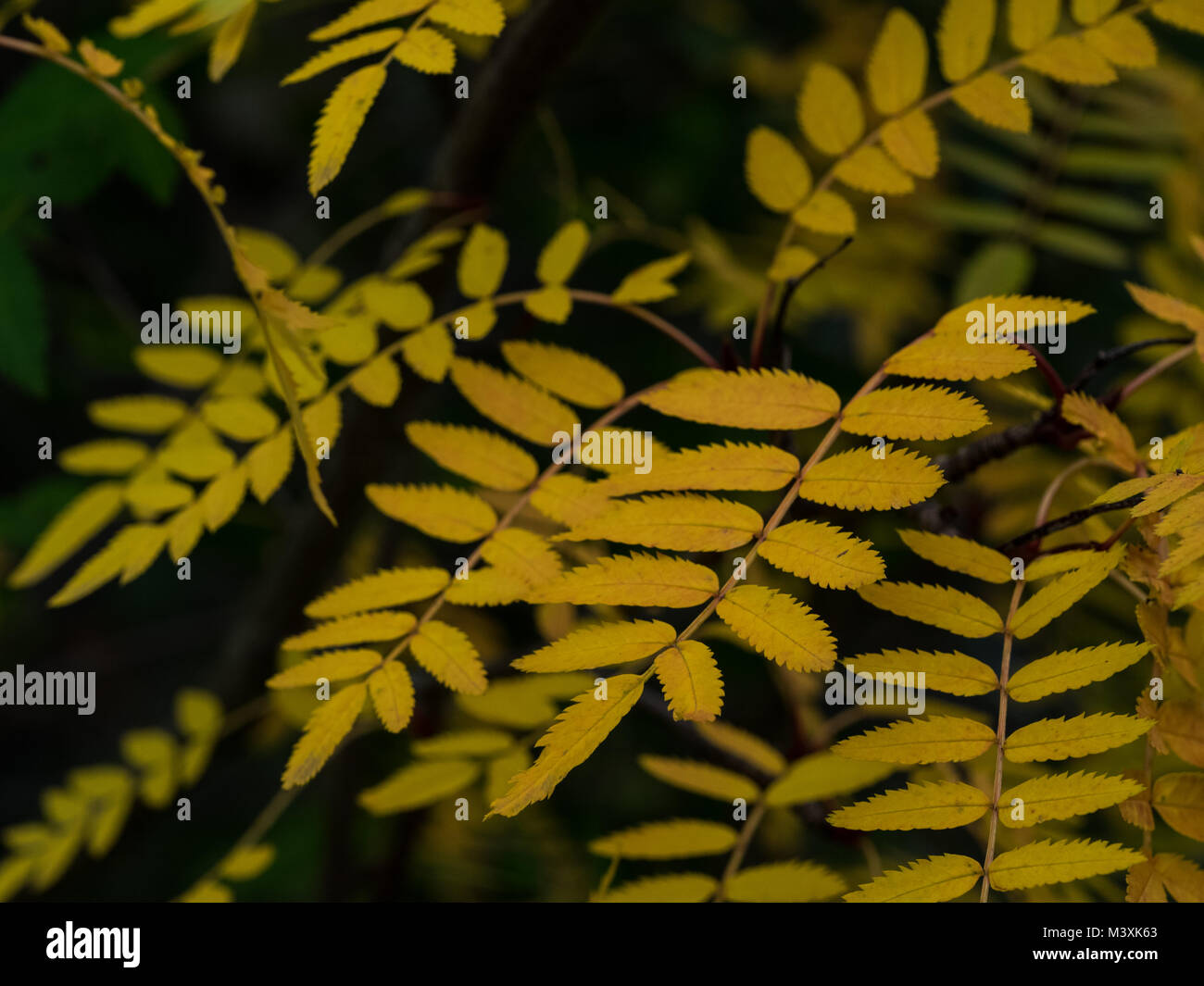 Iceland ash tree hi-res stock photography and images - Alamy