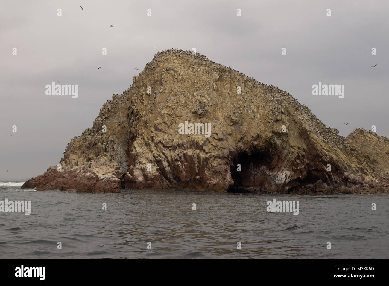 Birds of peru hi-res stock photography and images - Alamy