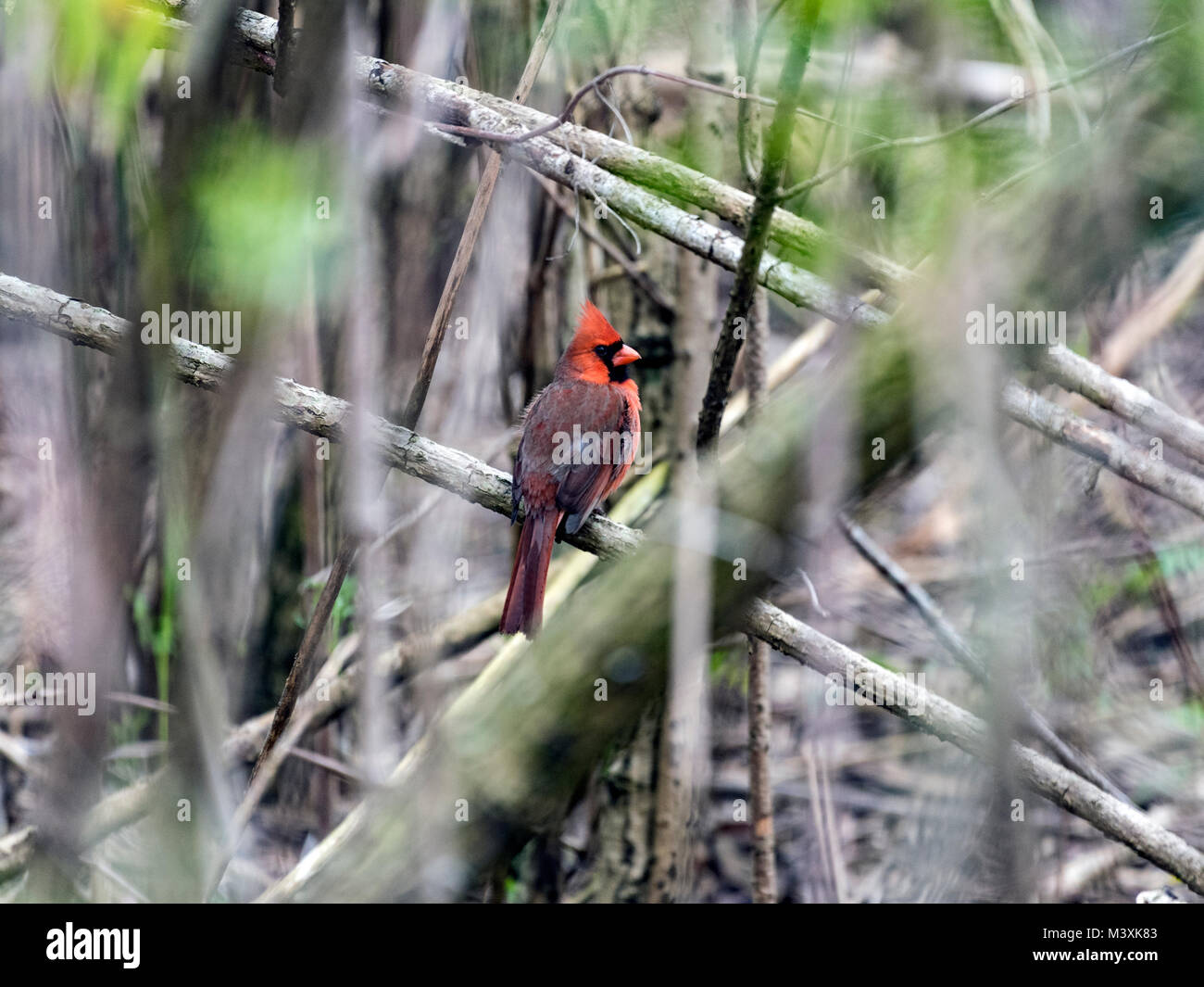 Flying Red Cardinal Bird High Resolution Stock Photography and Images ...