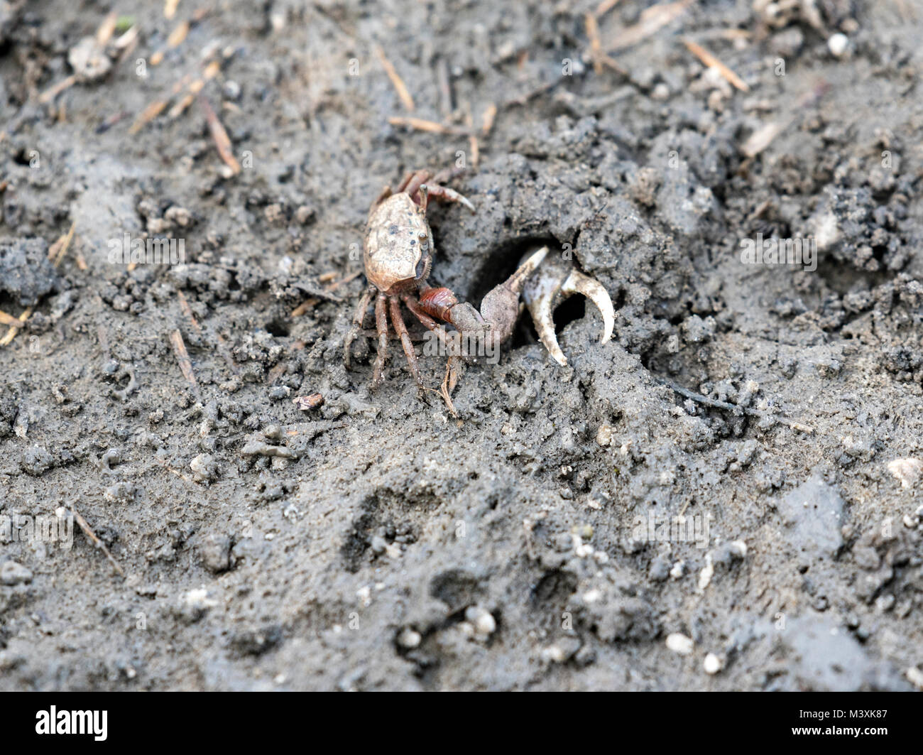 Sand Fiddler Crabs High Resolution Stock Photography and Images - Alamy
