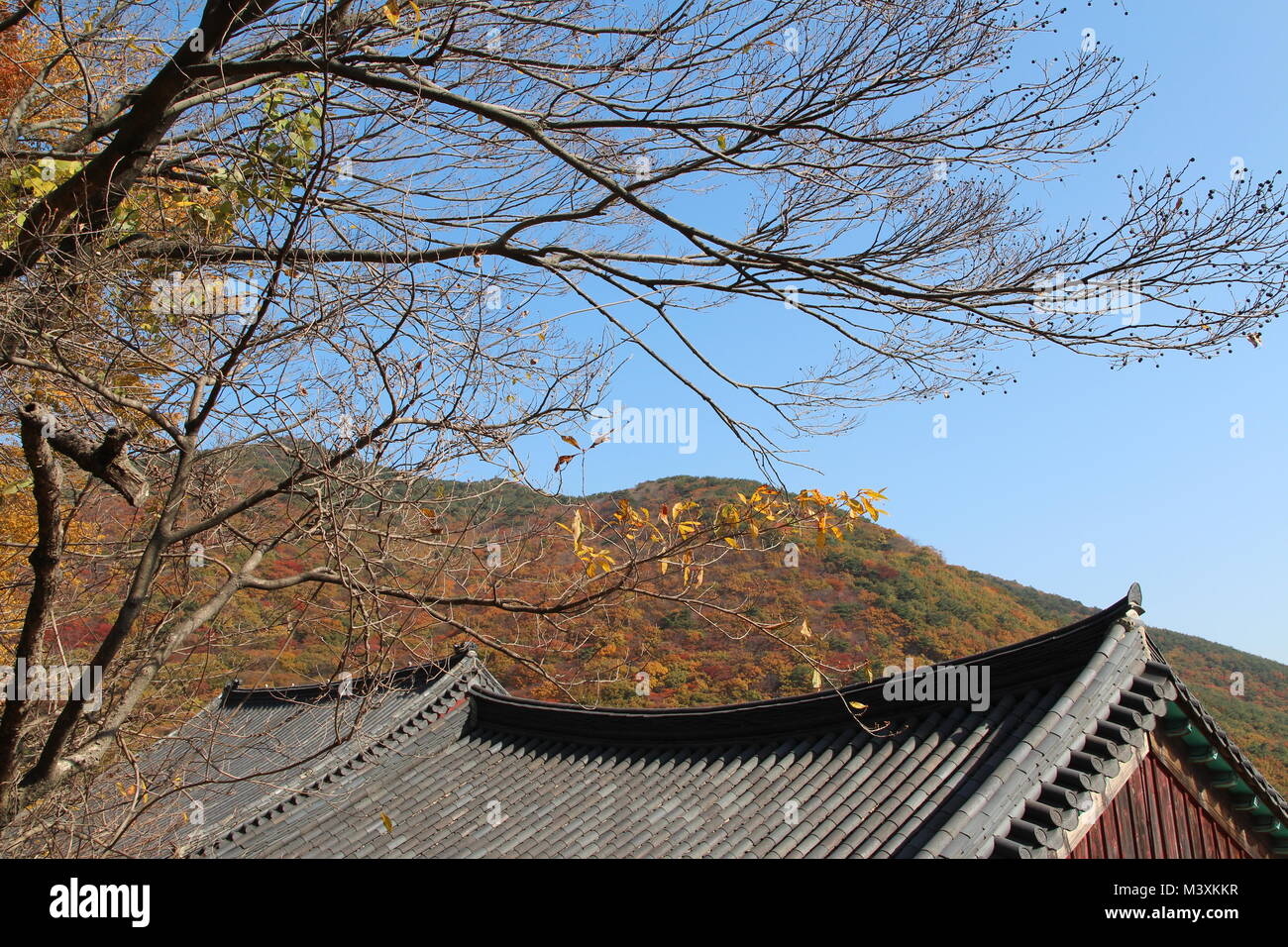 Autumn leaves, tree branches and the traditional Korea roof with blue ...