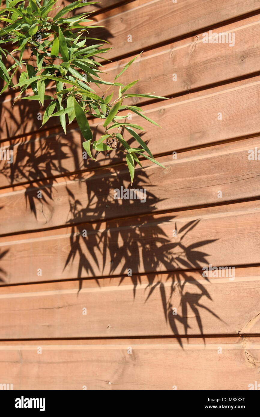 Bamboo shadow on the wall hi-res stock photography and images - Alamy