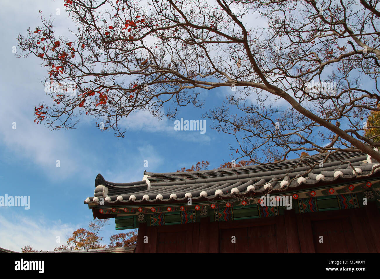 Autumn leaves, tree branches and the traditional Korea roof with blue ...