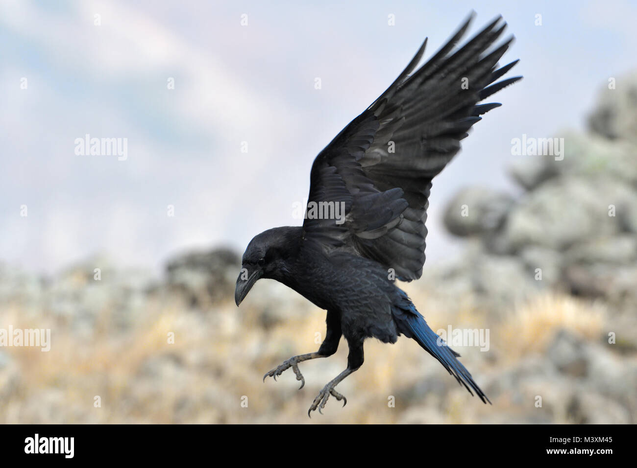 Common raven corvus corax landing hi-res stock photography and images ...