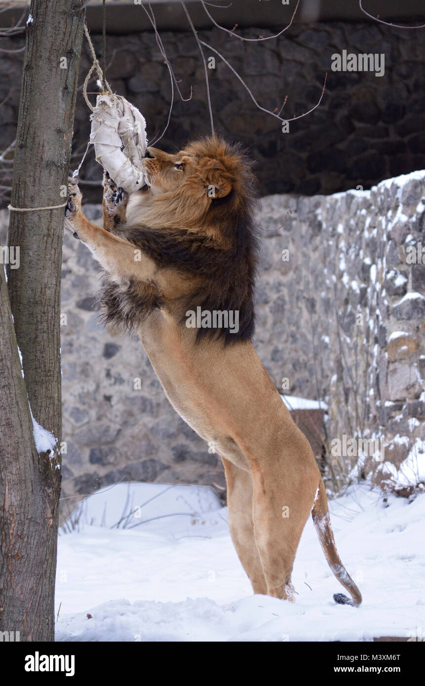 Lioness Captivity High Resolution Stock Photography and Images - Alamy
