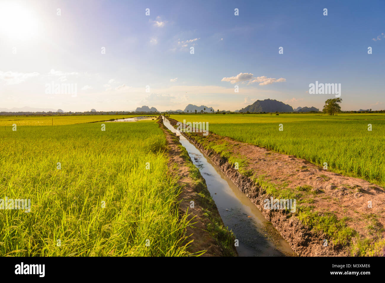 Hpa-An: rice paddy field, ditch, , Kayin (Karen) State, Myanmar (Burma ...