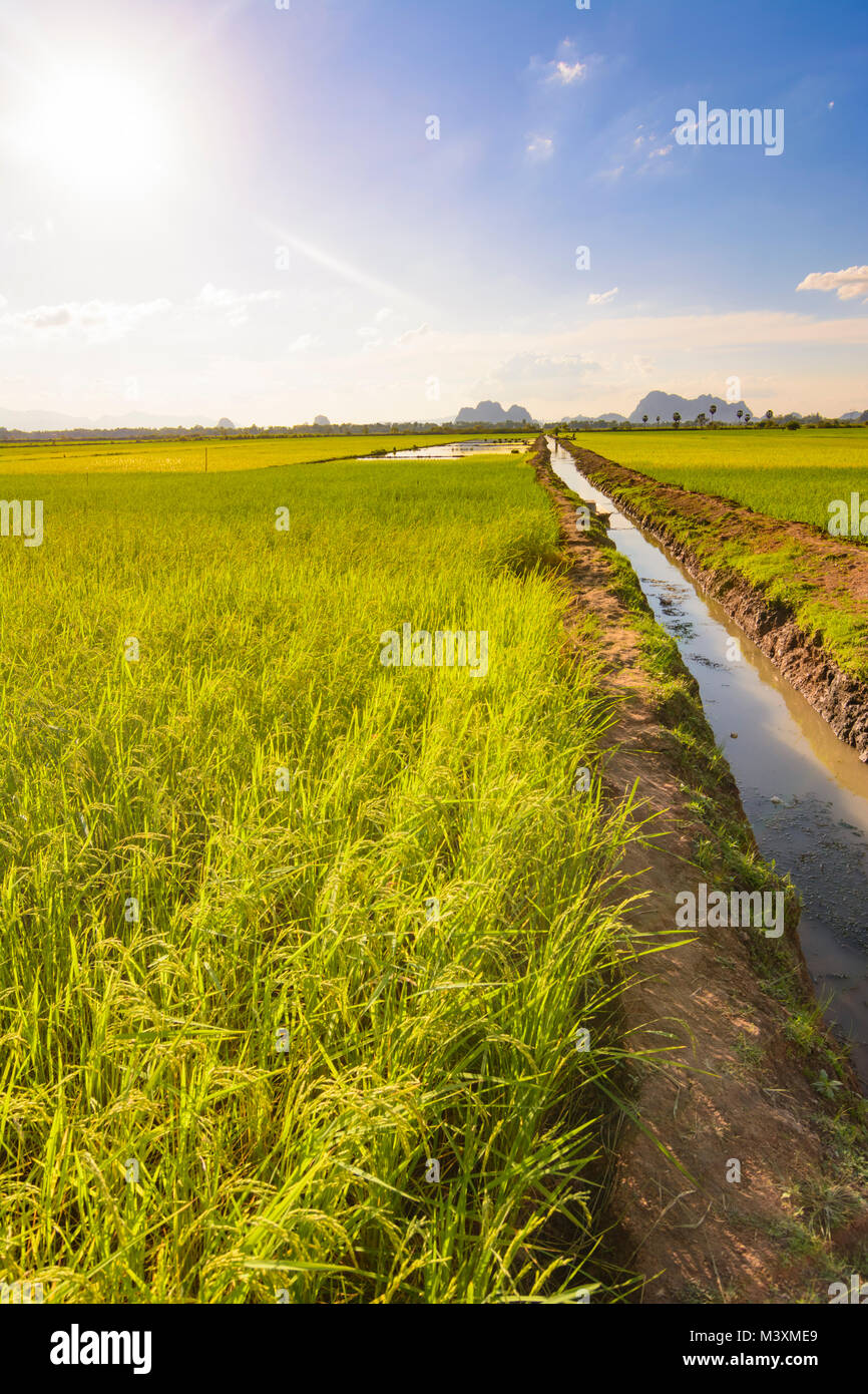 Hpa-An: rice paddy field, ditch, , Kayin (Karen) State, Myanmar (Burma ...