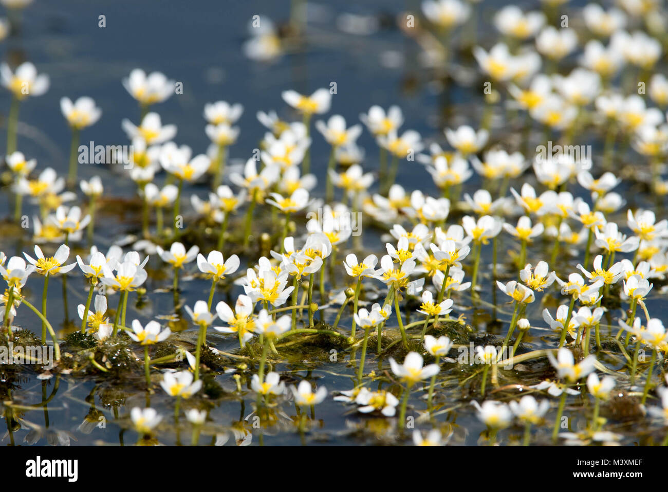 White Water Crowfoot (Ranunculus fluitans) floating on water in Summer ...