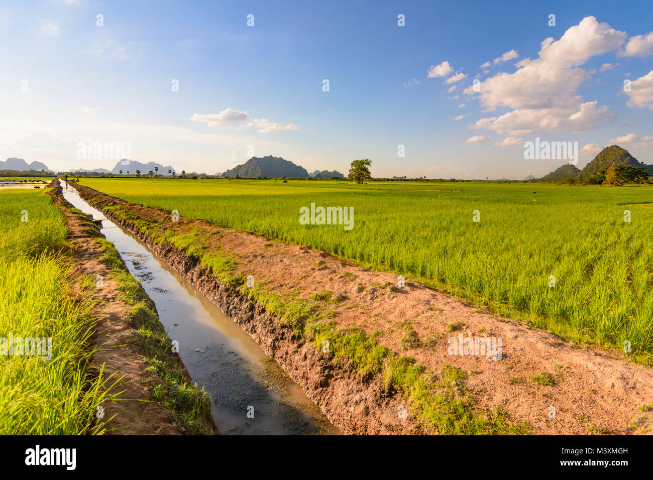 Hpa-An: rice paddy field, ditch, , Kayin (Karen) State, Myanmar (Burma ...