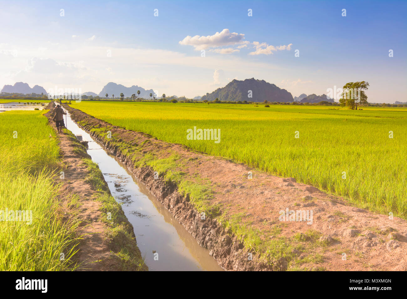 Hpa-An: rice paddy field, ditch, , Kayin (Karen) State, Myanmar (Burma ...