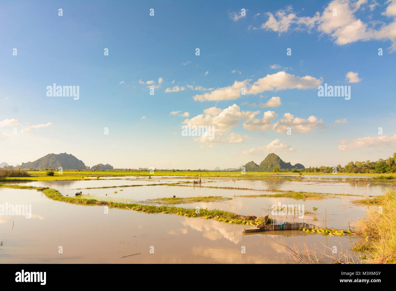 Hpa-An: rice paddy field, water, farmer, , Kayin (Karen) State, Myanmar ...