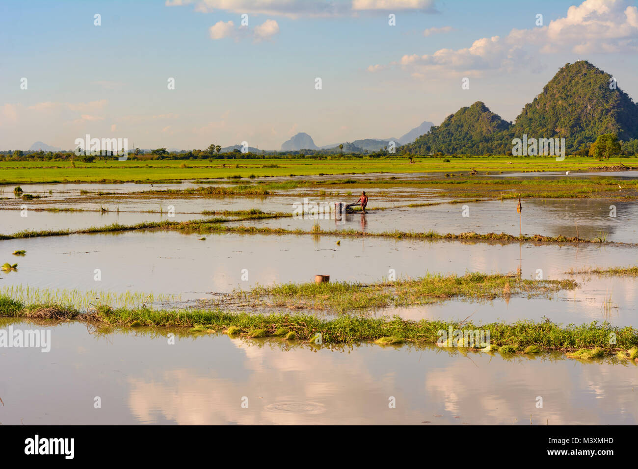 Hpa-An: rice paddy field, water, farmer, , Kayin (Karen) State, Myanmar ...