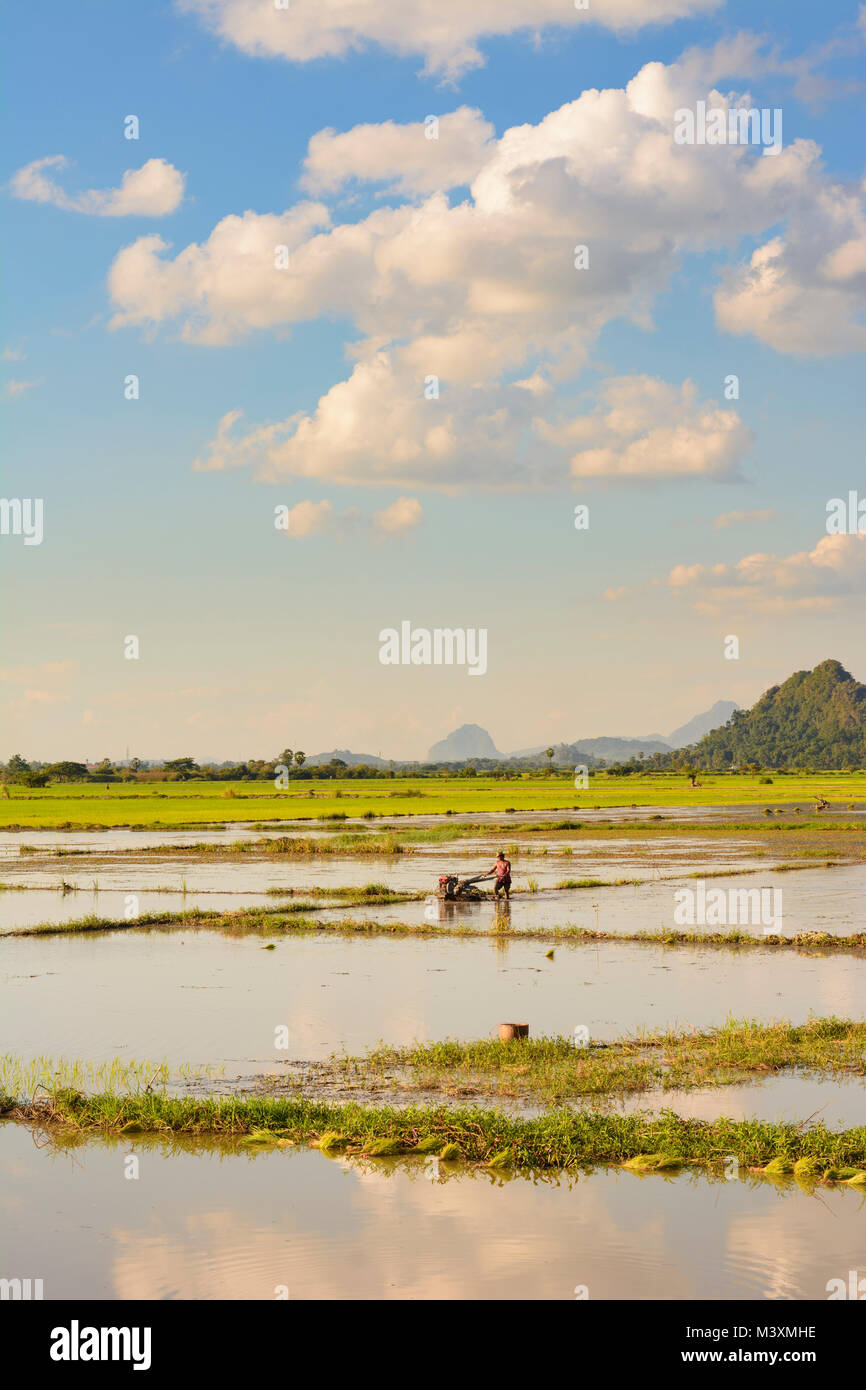 Hpa-An: rice paddy field, water, farmer, , Kayin (Karen) State, Myanmar ...
