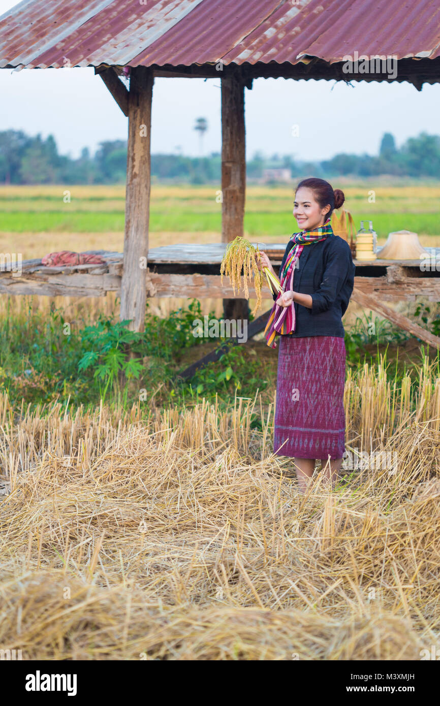 Woman harvest rice in paddy field hi-res stock photography and images ...