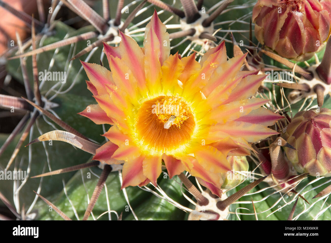 macro of a single yellow Arizona barrel cactus flower with white bee ...