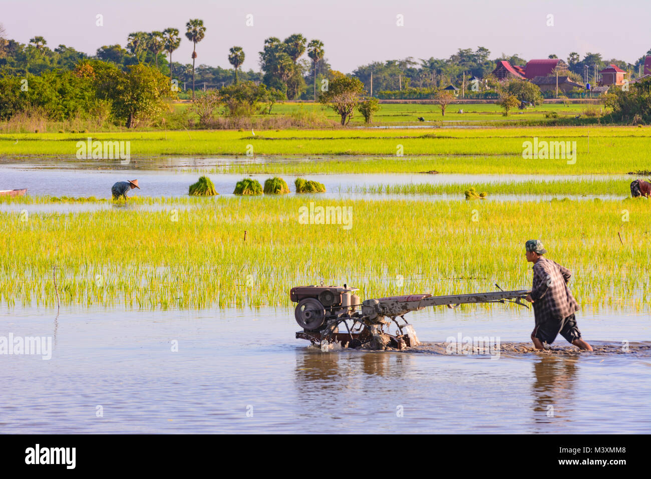 Hpa-An: rice paddy field, water, farmer, Two-wheel tractor, walking ...